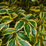 Cleyera japonica 'Variegata' | Romeo Cleyera | plant lust