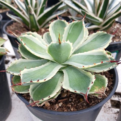 Agave potatorum 'Kichiokan Marginata' | Dwarf Variegated Butterfly ...