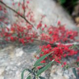 Ilex serrata 'Koshobai' | Finetooth Holly | Japanese Winterberry ...
