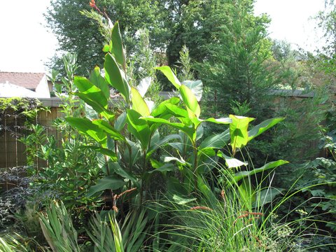Canna 'Musifolia' | Canna 'Musafolia' | Canna musafolia | Achira ...