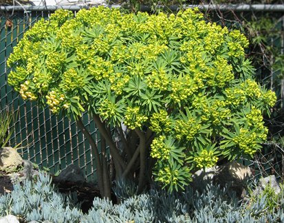 Euphorbia lambii | Tree Euphorbia | plant lust