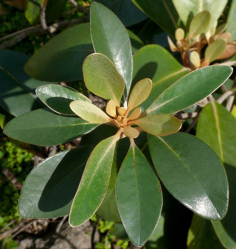 Pachystegia insignis | | plant lust