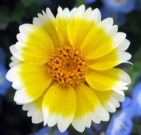 Layia platyglossa | Tidy Tips | plant lust