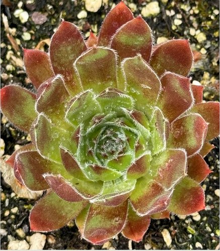Sempervivum 'Meisse' | Houseleek | plant lust