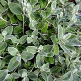 Brachyglottis greyi | Senecio greyi | Daisy Bush | plant lust
