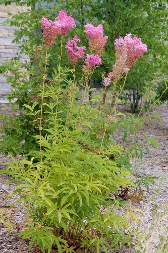 Filipendula rubra | Meadowsweet | Queen of the Prairie | plant lust