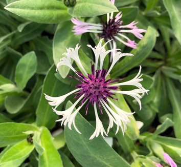 Centaurea from multiple nurseries on Plant Lust
