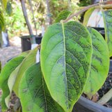 Meader American Persimmon | Meader Common Persimmon | plant lust