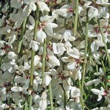 Retama raetam | | plant lust