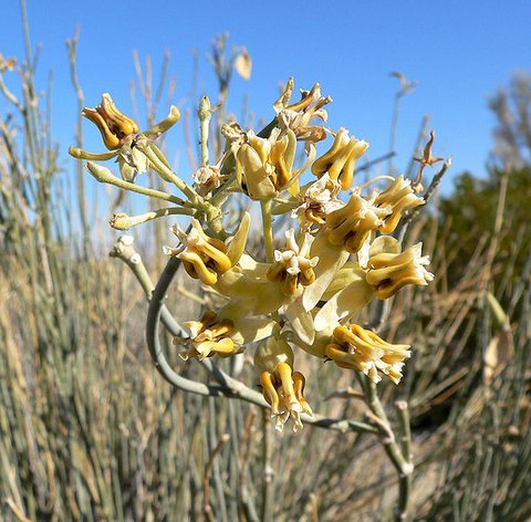 Asclepias subulata | Desert Milkweed | Rush Milkweed | plant lust