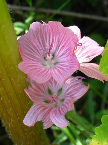 Sidalcea malviflora | Sidalcea malviflora subsp. malviflora | Checker ...