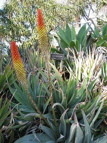 Aloe petricola | | plant lust