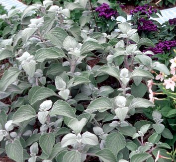 Plectranthus from multiple nurseries on Plant Lust
