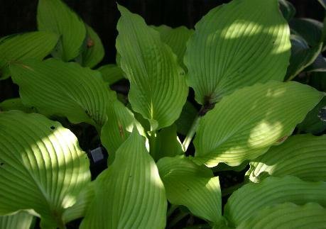 Hosta 'Jimmy Crack Corn' | | plant lust