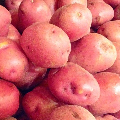 Red La Soda Potato | plant lust