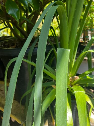 Eryngium pandanifolium ‘Physic Purple’ | Eryngium pandanifolium [Purple ...
