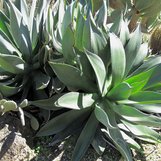 Agave chiapensis | | plant lust