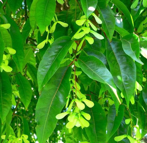 Acer laevigatum | Nepal Maple | Smooth Maple | plant lust