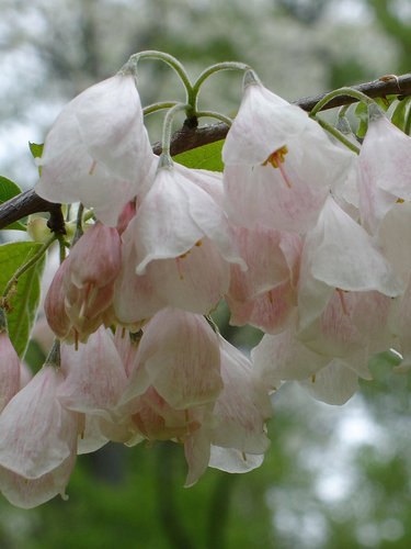 Halesia tetraptera subsp. monticola 'Arnold Pink' | Halesia carolina ...