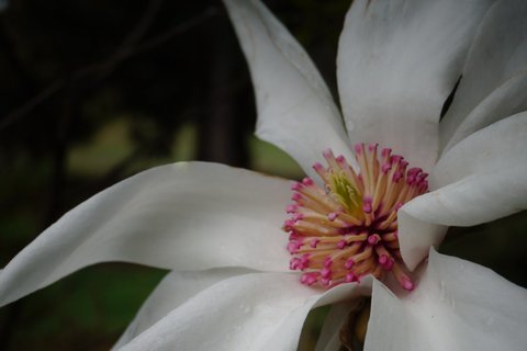 Magnolia 'Iufer' | Magnolia salicifolia 'Iufer' | Anise Magnolia ...