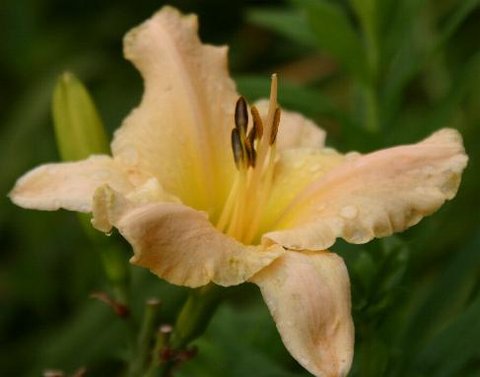 Hemerocallis 'Maid Mariam' | Maid Mariam Daylily | plant lust