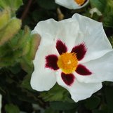Cistus 'Snow Fire' | Cistus 'Snowfire' | Snow Fire Rock Rose | Snowfire ...