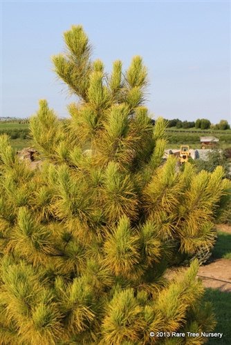 Pinus resinosa 'Aurea' | Golden Red Pine | plant lust