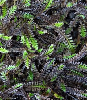 Leptinella squalida 'Platt's Black' | Cotula leptinella 'Platt's Black ...