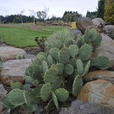Opuntia cyclodes | Opuntia cycloides | Prickly Pear Cactus | plant lust