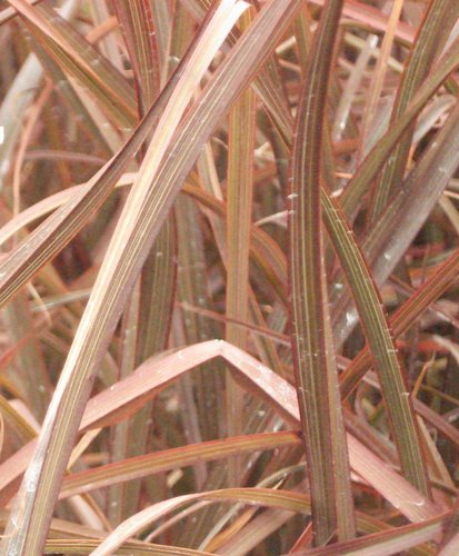 Phormium tenax 'Jack Spratt' | Phormium 'Jack Spratt' | Jack Spratt ...