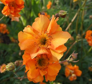 Geum 'Mango Lassi' | plant lust