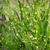 Homalocladium platycladum | Centipede Plant | Ribbon Bush | Ribbon ...