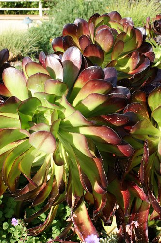 Aeonium 'Cyclops' | Giant Red Aeonium | plant lust
