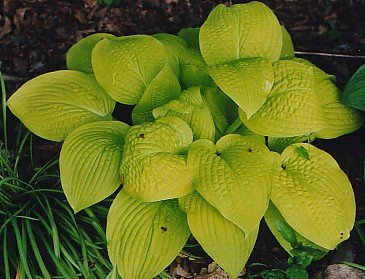 Hosta 'Sea Fire' | | plant lust