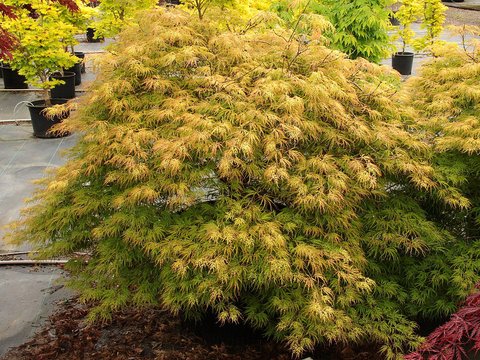 Acer palmatum 'Lemon Lime Lace' | Lemon Lime Lace Japanese Maple ...