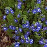 Veronica 'Tidal Pool' PP23341 | Tidal Pool Speedwell | plant lust