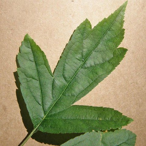 Azarole Hawthorn | Mediterranean Medlar | plant lust