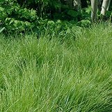 Carex radiata | Eastern Star Sedge | plant lust