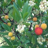 Arbutus unedo 'Compacta' | Compact Strawberry Tree | Irish Strawberry ...