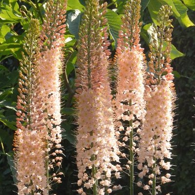 Eremurus 'Romance' | Eremurus isabellinus 'Romance' | Romance Desert ...