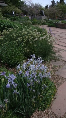 Iris missouriensis | Rocky Mountain Iris | Rocky Mountain Iris ...