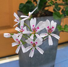 Pelargonium echinatum | Cactus Geranium | Sweetheart Geranium | plant lust