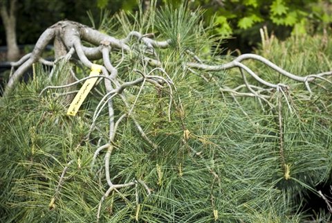 Pinus strobus 'Bennett Contorted' | Bennett Contorted Eastern White ...