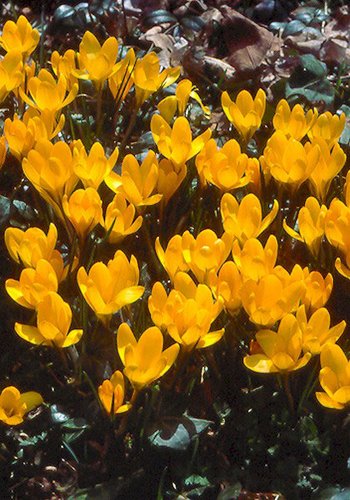 Crocus x luteus 'Golden Yellow' | Crocus luteus 'Mammoth Yellow ...