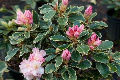 Rhododendron 'Variegated Unique' | Rhododendron 'Unique Variegated ...