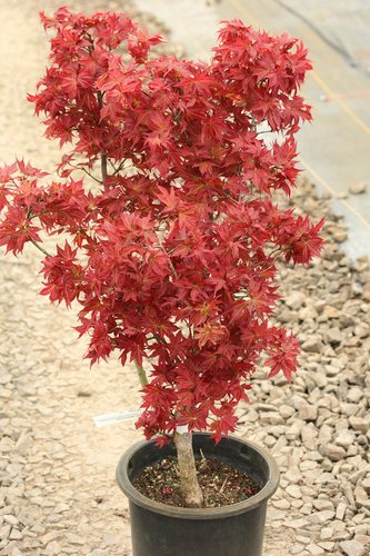 Acer palmatum 'Beni hoshi' | Acer palmatum 'Ruby Star' | Acer palmatum ...