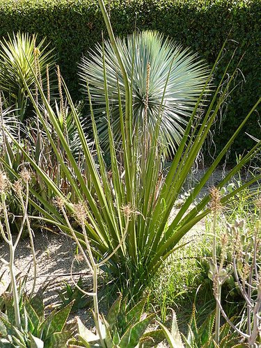 Hesperaloe funifera | Yucca funifera | Giant Hesperaloe | New Mexico ...