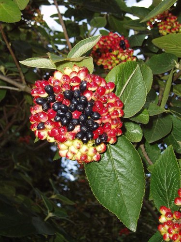 Viburnum lantana 'Mohican' | Wayfaring Tree | plant lust