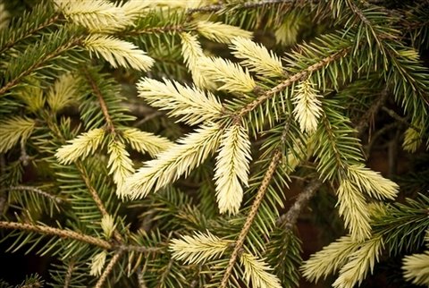 Picea pungens 'Early Gold' | Early Gold Colorado Spruce | plant lust