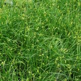 Carex divulsa | Carex tumulicola | Berkeley Sedge | European Meadow ...